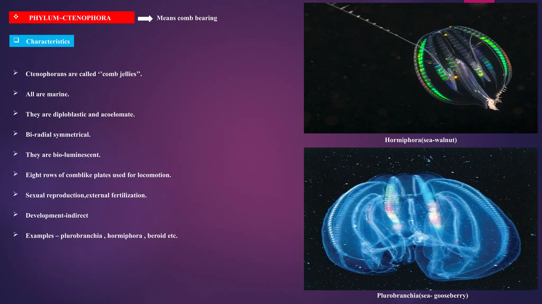 PPT ON INVERTEBRATES /NONCHORDATES FOR STUDENTS. | PPTX