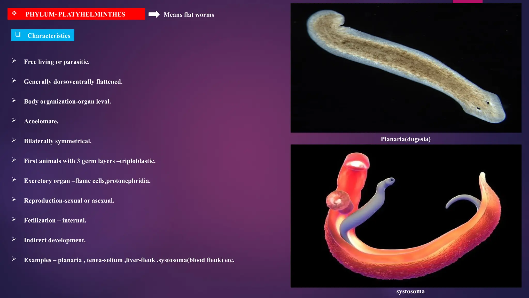 PPT ON INVERTEBRATES /NONCHORDATES FOR STUDENTS. | PPTX