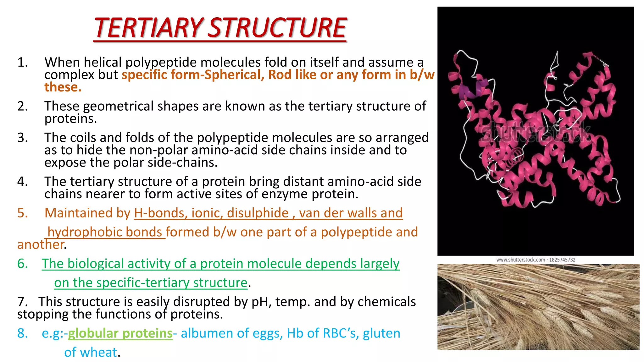 Presentation on proteins.pdf