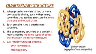 Presentation on proteins.pdf
