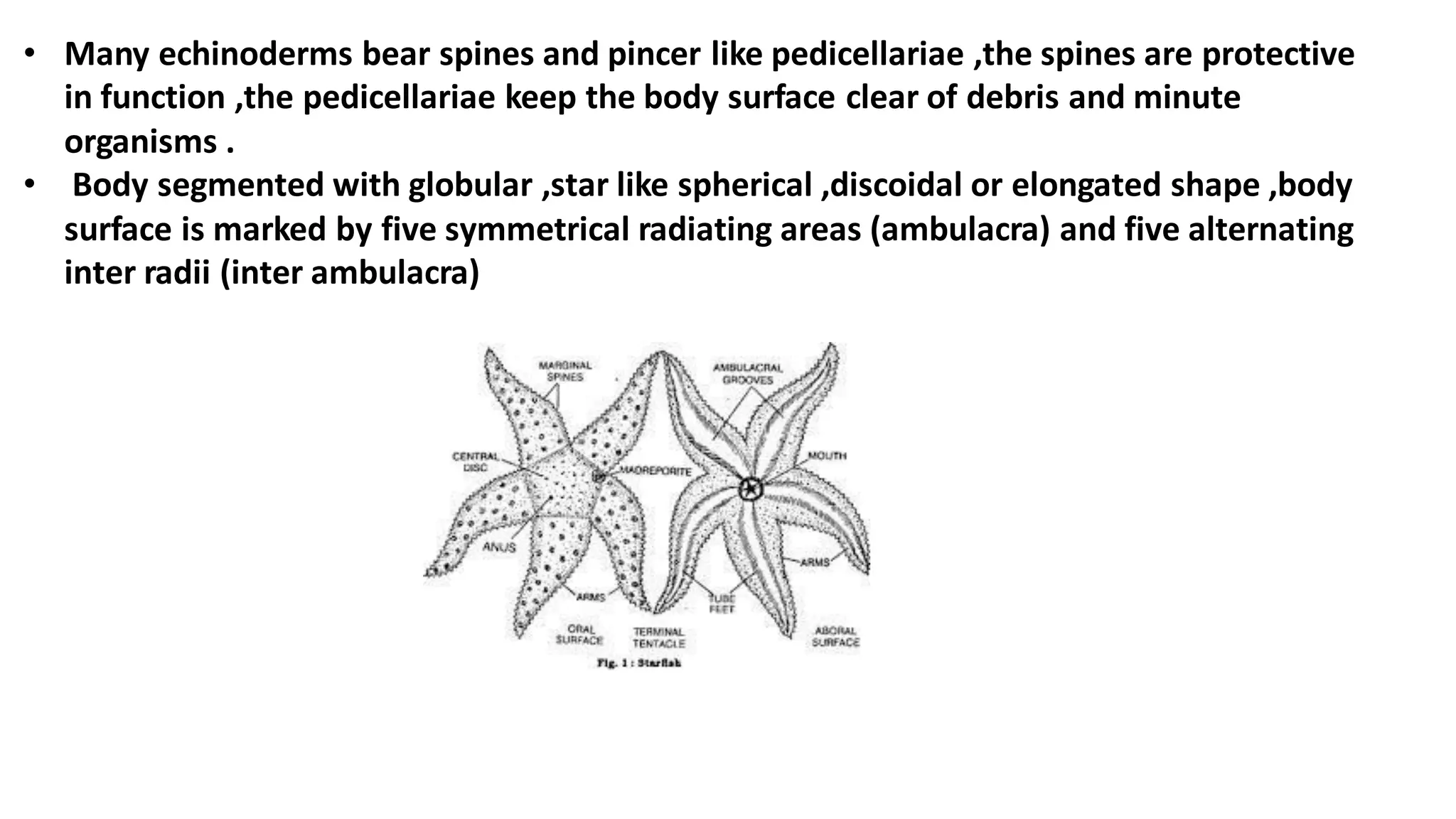 NEET 11th PHYLUM ECHINODERMATA.pdf