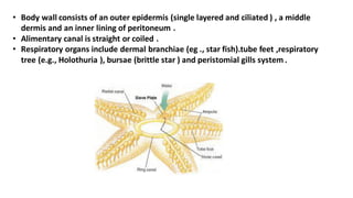 NEET 11th PHYLUM ECHINODERMATA.pdf