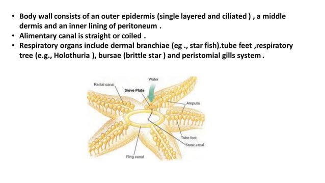 NEET 11th PHYLUM ECHINODERMATA.pdf