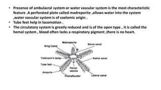 NEET 11th PHYLUM ECHINODERMATA.pdf