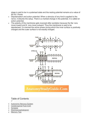 NEET Biology – Autonomic Nervous System Notes | DOCX