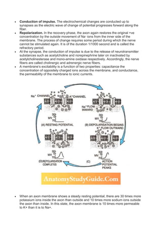 NEET Biology – Autonomic Nervous System Notes | DOCX