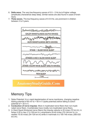 NEET Biology – Autonomic Nervous System Notes | DOCX