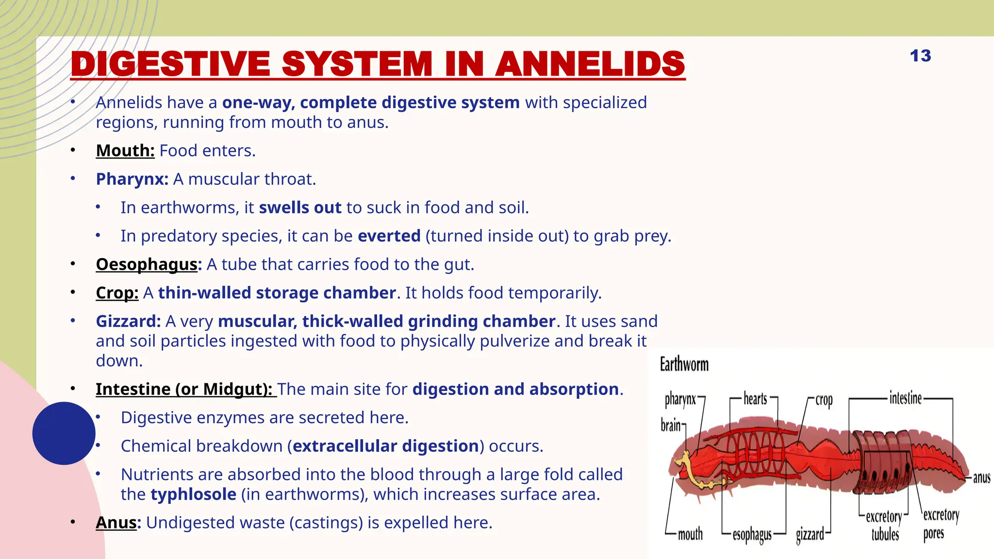 Larvae zoology msc ppt..................... | PPTX
