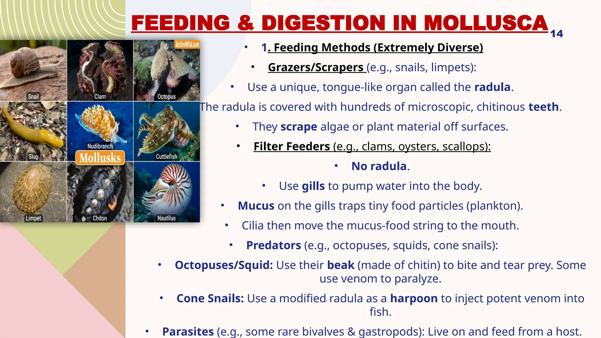 Larvae zoology msc ppt..................... | PPTX