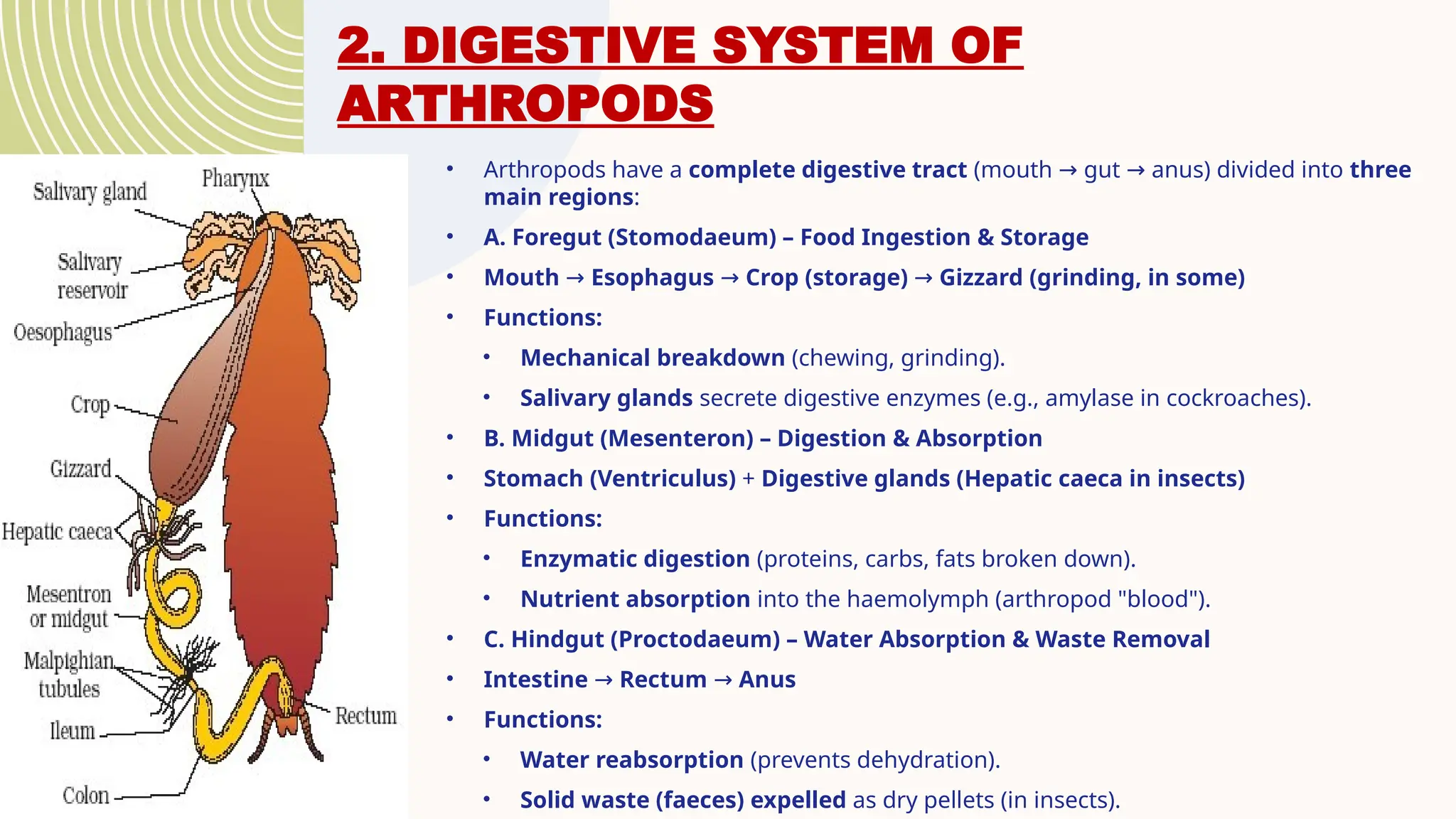 Larvae zoology msc ppt..................... | PPTX