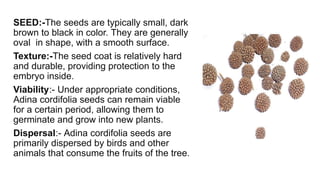 Adina cordifolia ppt for education purpose | PDF