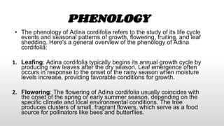 Adina cordifolia ppt for education purpose | PDF