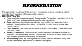 Adina cordifolia ppt for education purpose | PPT