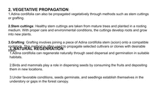 Adina cordifolia ppt for education purpose | PDF