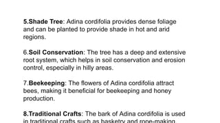 Adina cordifolia ppt for education purpose | PDF