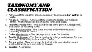 Adina cordifolia ppt for education purpose | PDF
