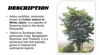 Adina cordifolia ppt for education purpose | PDF