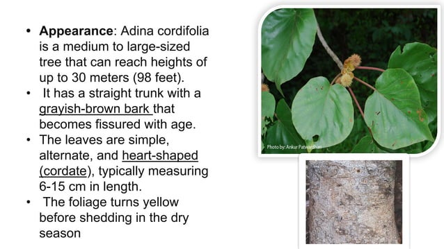 Adina cordifolia ppt for education purpose | PDF