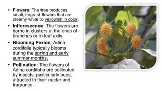 Adina cordifolia ppt for education purpose | PDF