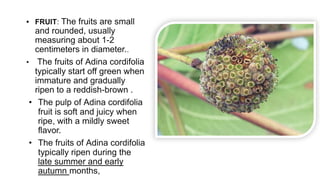 Adina cordifolia ppt for education purpose | PDF