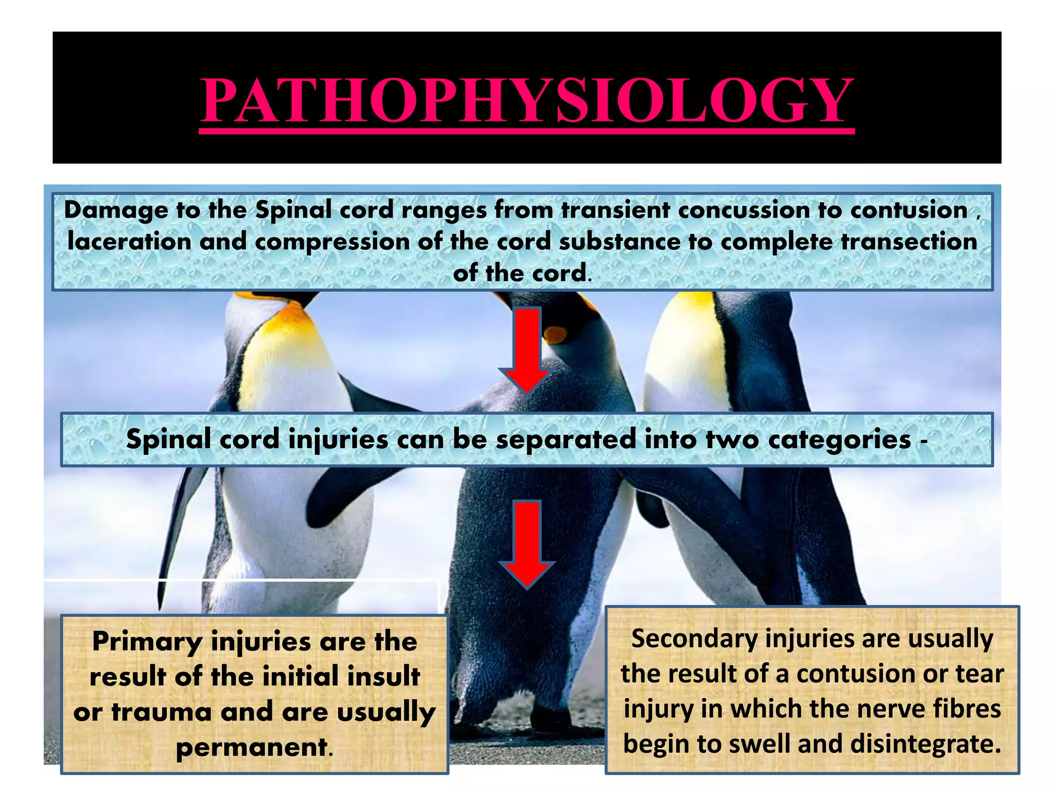 spinal cord injury ppt | PPTX