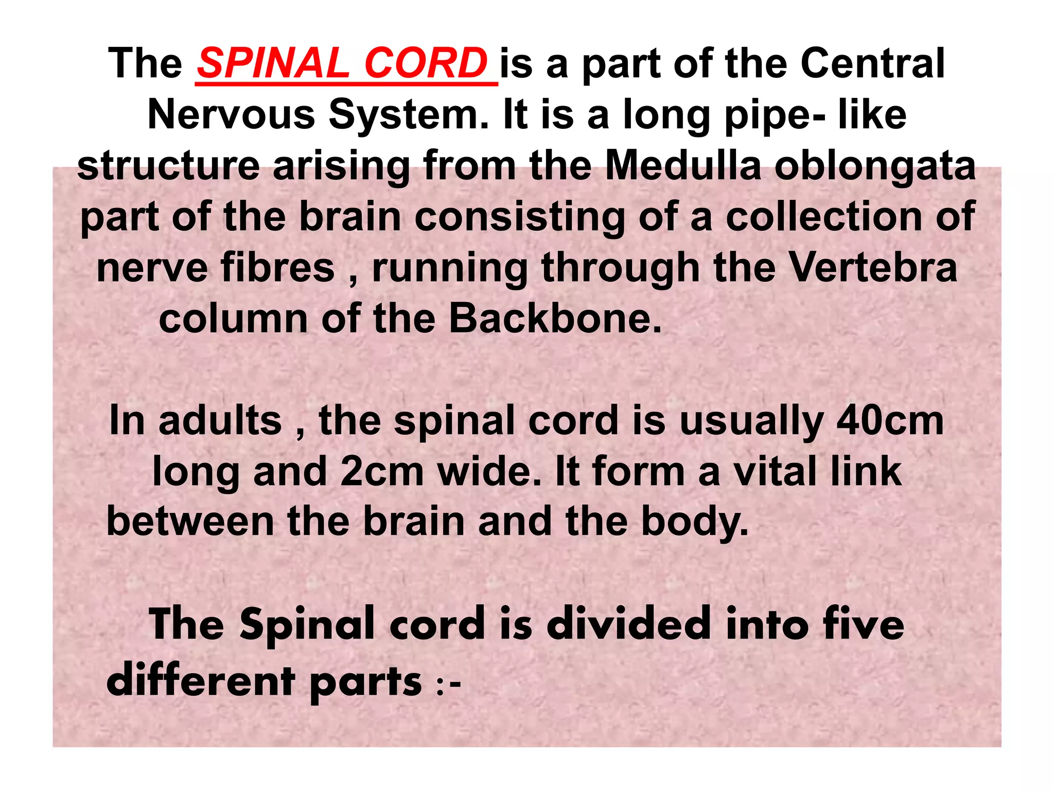 spinal cord injury ppt | PPTX