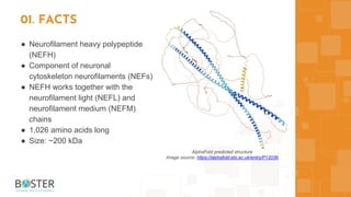 Learn NEFH/NF-H in 3 minutes | Neurofilament Heavy Chain | PPT