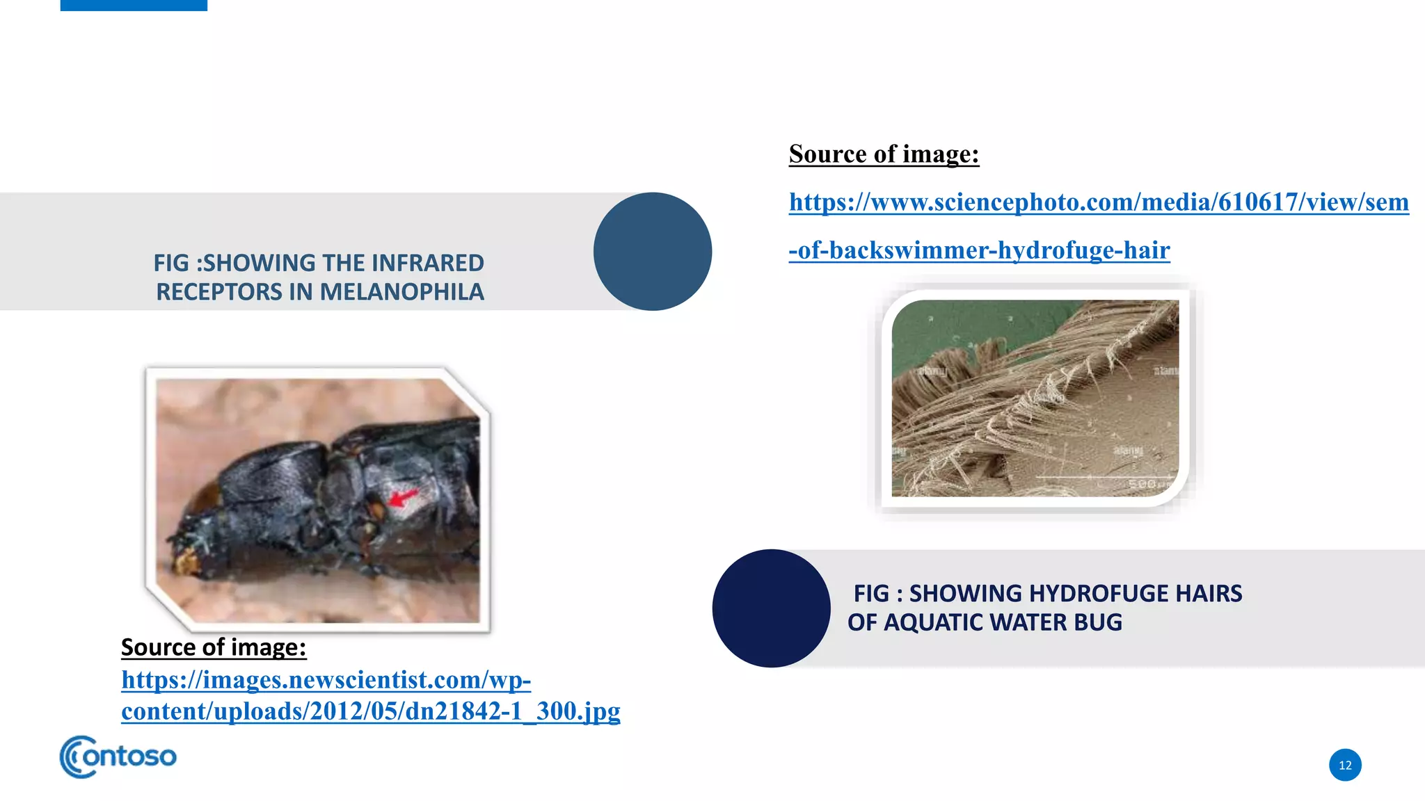 Insect sense ORGANS (MECHANO-, PHOTO- AND CHEMO- RECEPTORS): IT’S ...