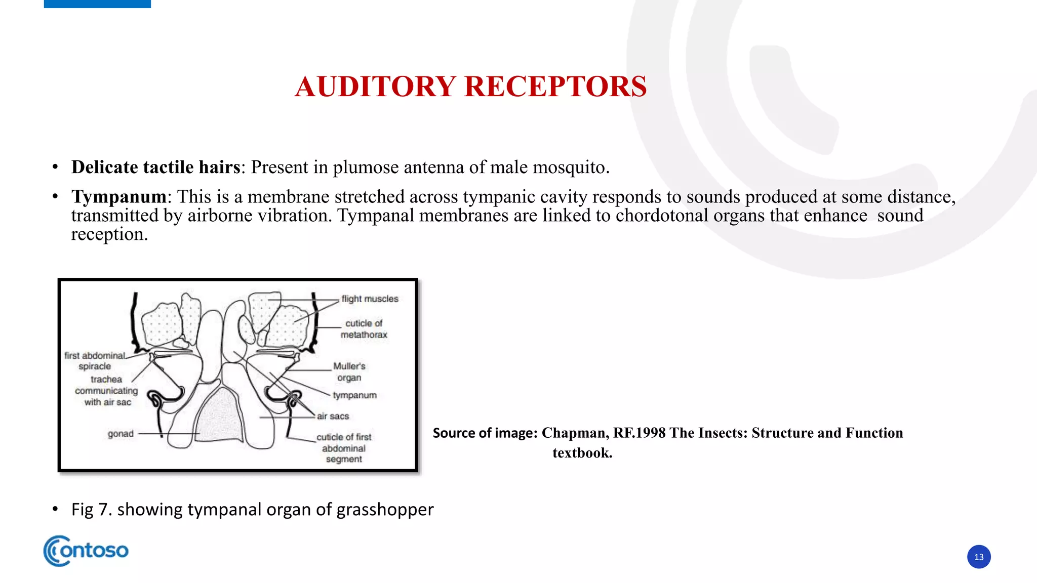 Insect sense ORGANS (MECHANO-, PHOTO- AND CHEMO- RECEPTORS): IT’S ...