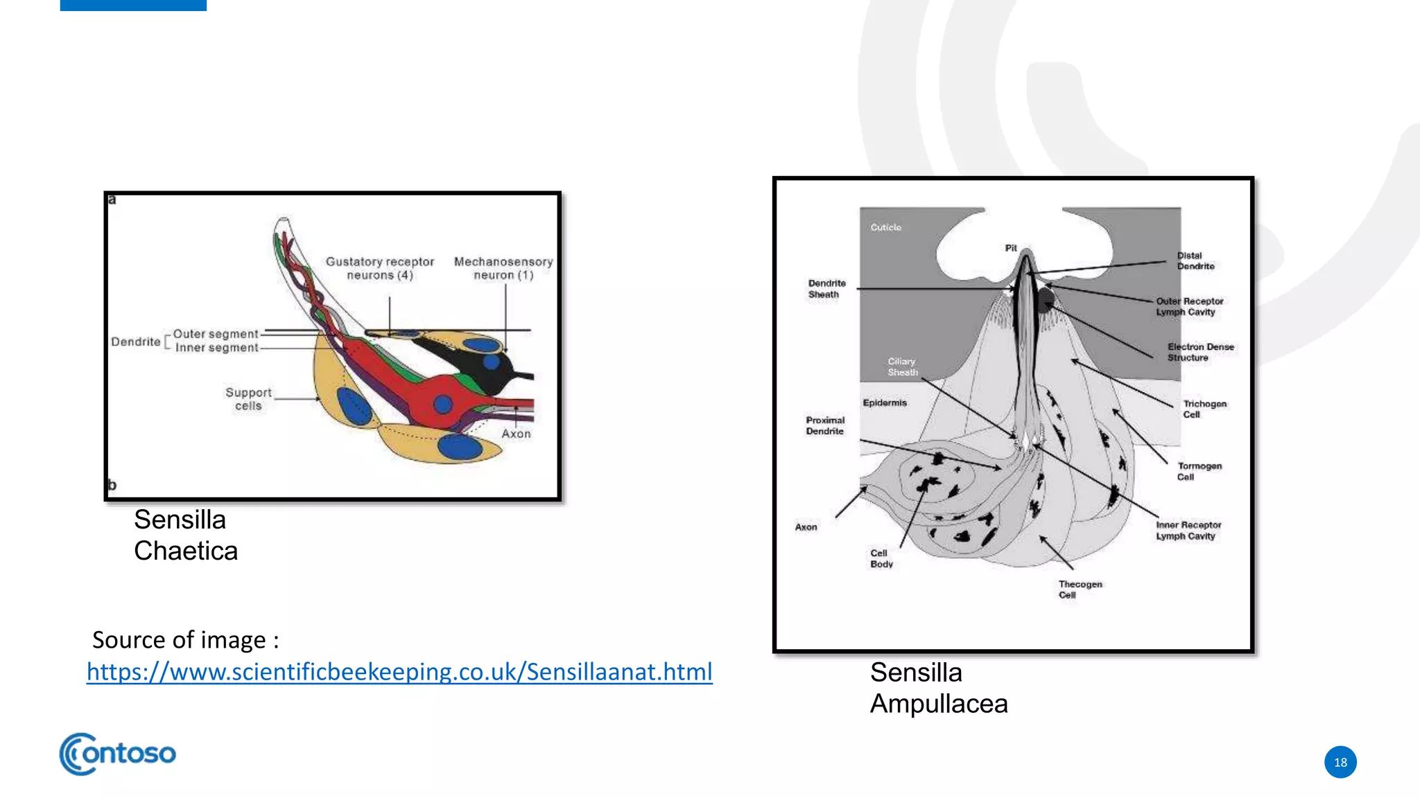 Insect sense ORGANS (MECHANO-, PHOTO- AND CHEMO- RECEPTORS): IT’S ...