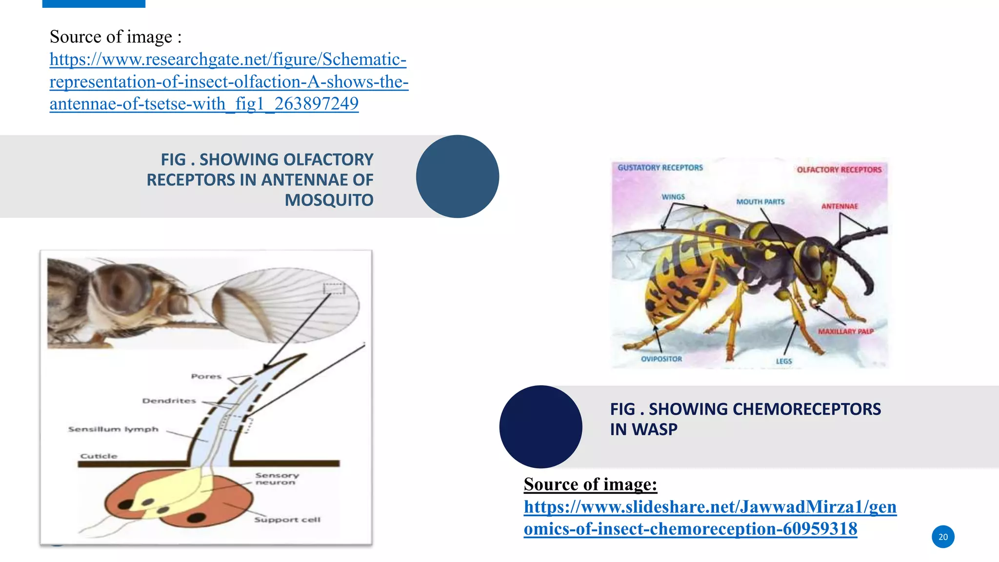Insect sense ORGANS (MECHANO-, PHOTO- AND CHEMO- RECEPTORS): IT’S STRUCTURE, FUNCTION, AND ...