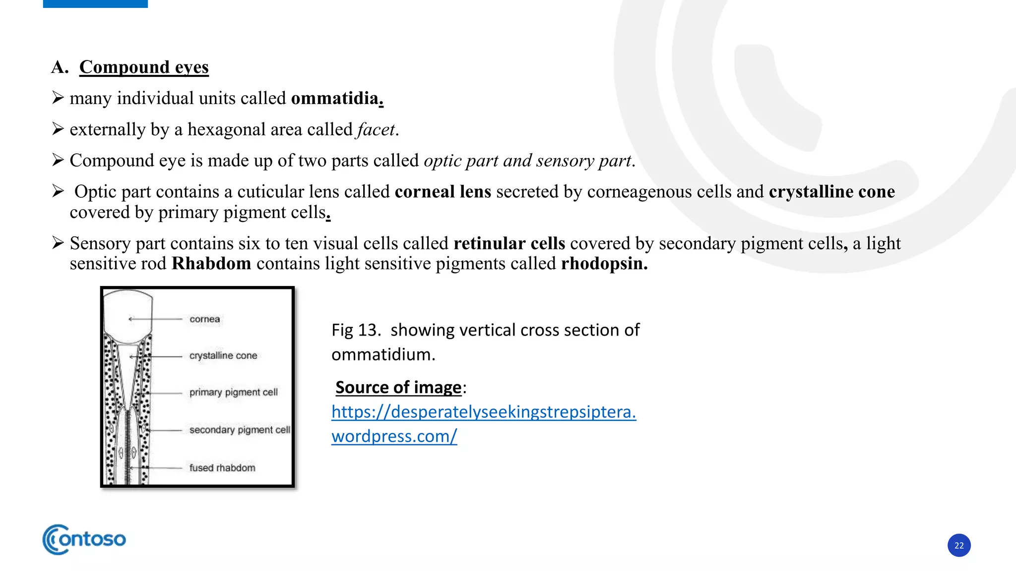 Insect sense ORGANS (MECHANO-, PHOTO- AND CHEMO- RECEPTORS): IT’S ...