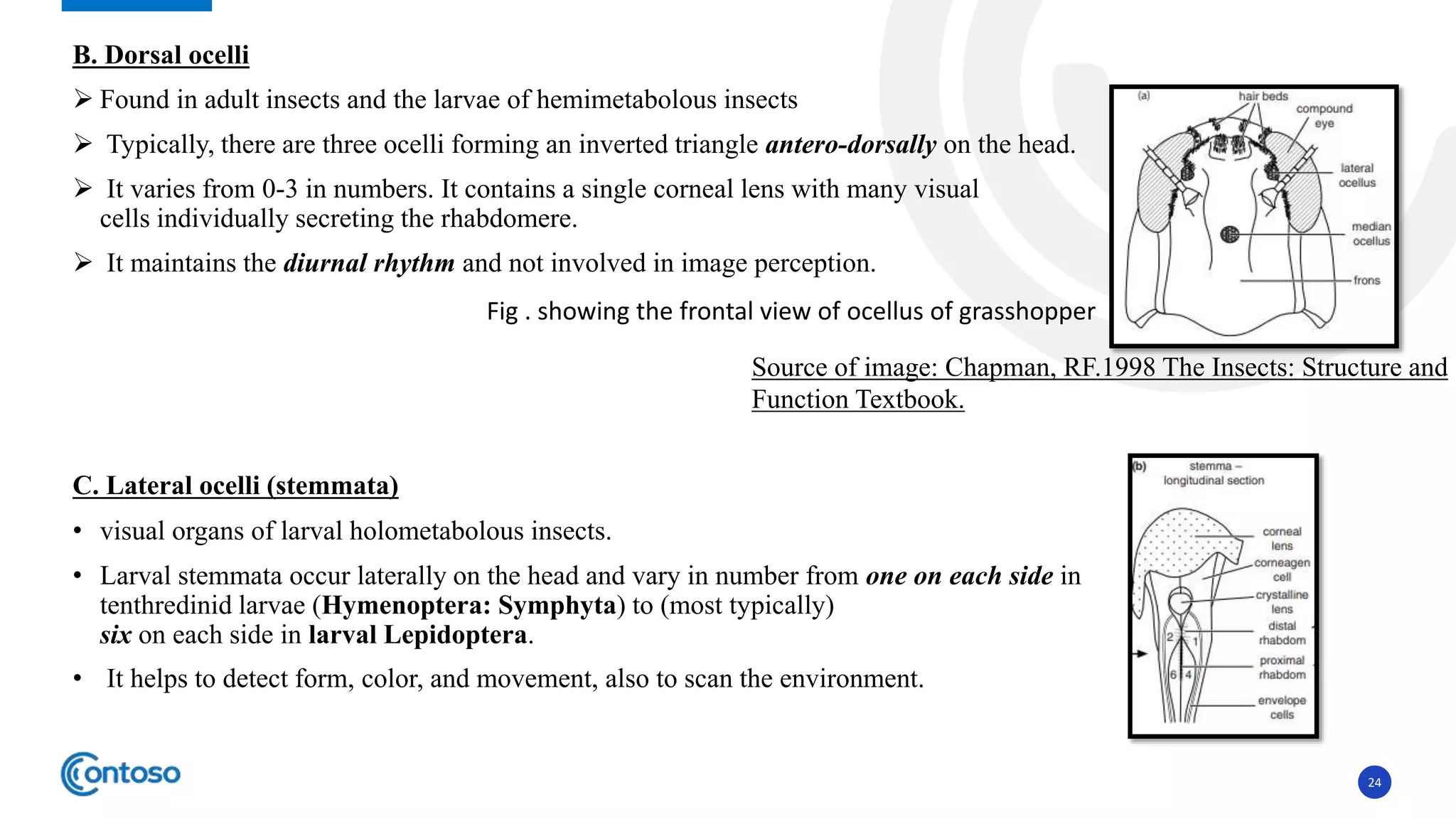 Insect sense ORGANS (MECHANO-, PHOTO- AND CHEMO- RECEPTORS): IT’S ...