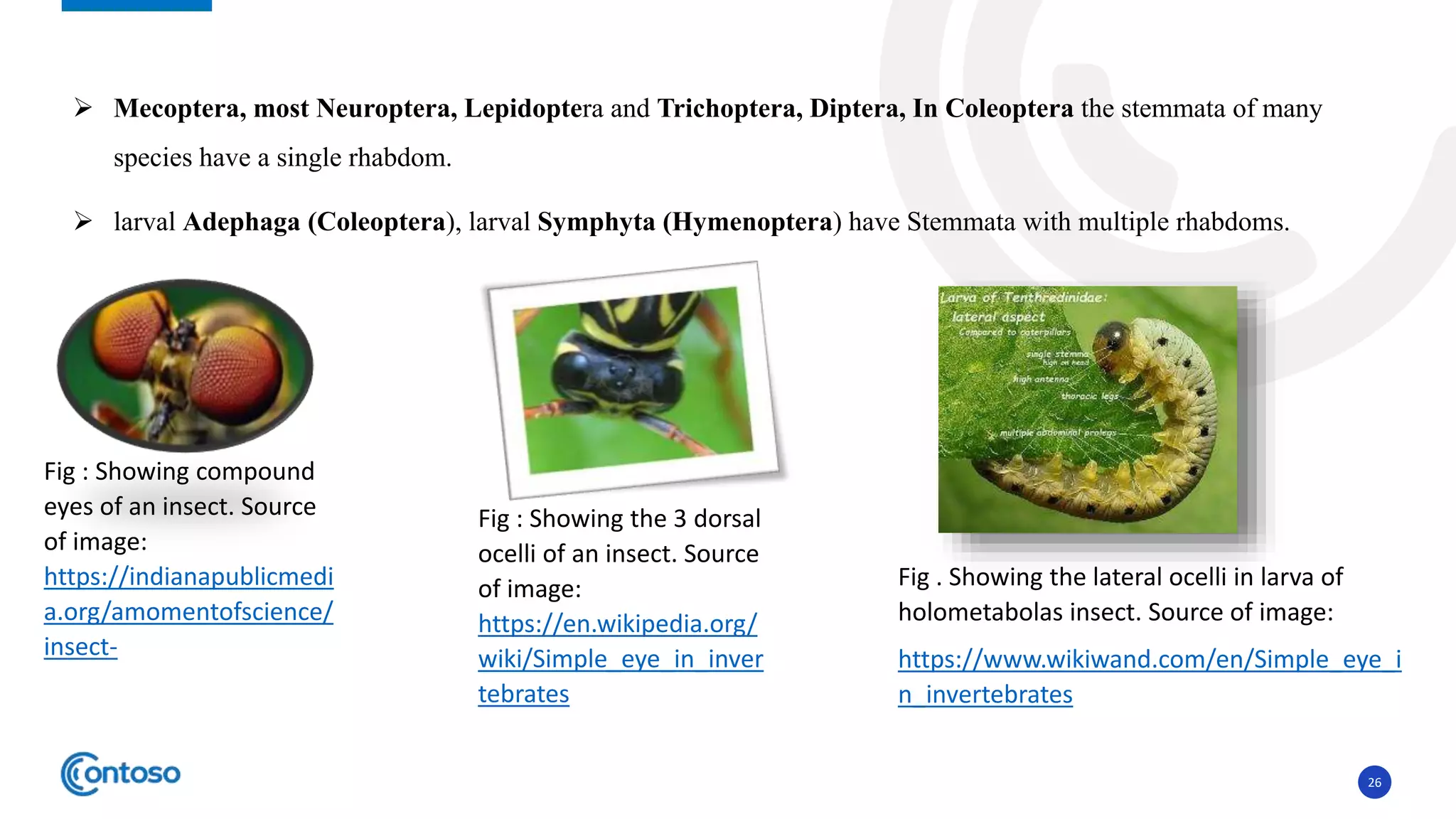 Insect sense ORGANS (MECHANO-, PHOTO- AND CHEMO- RECEPTORS): IT’S ...