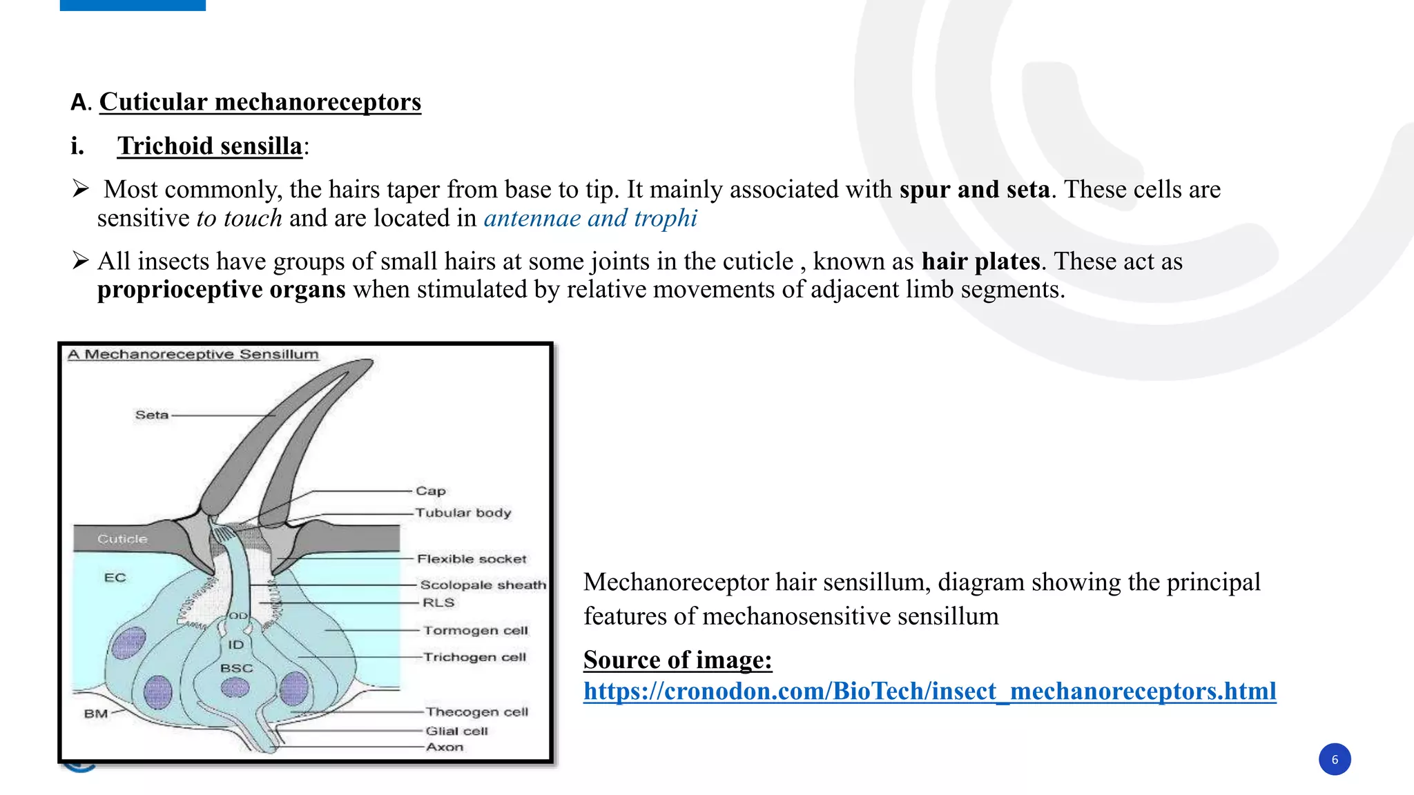 Insect sense ORGANS (MECHANO-, PHOTO- AND CHEMO- RECEPTORS): IT’S ...