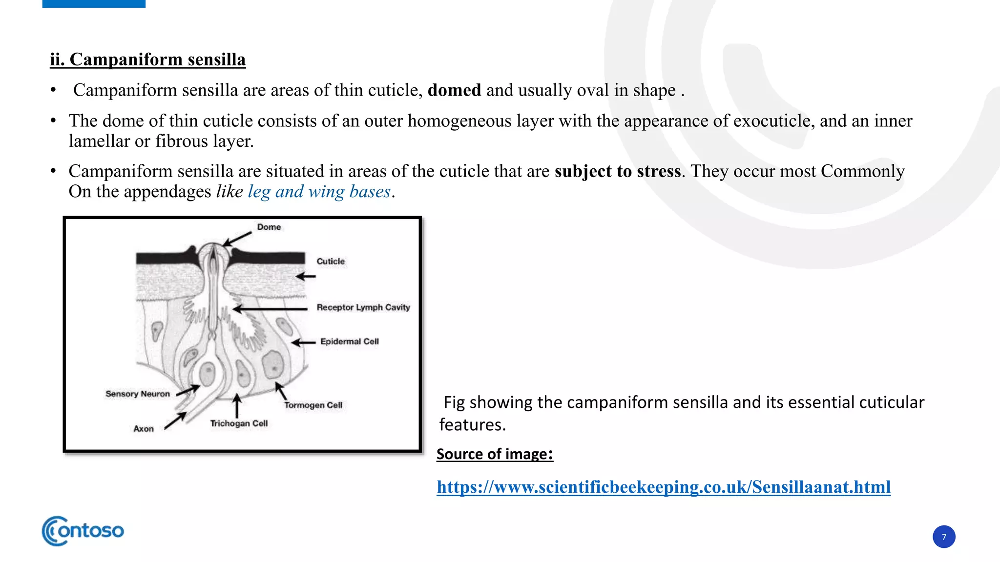 Insect sense ORGANS (MECHANO-, PHOTO- AND CHEMO- RECEPTORS): IT’S ...