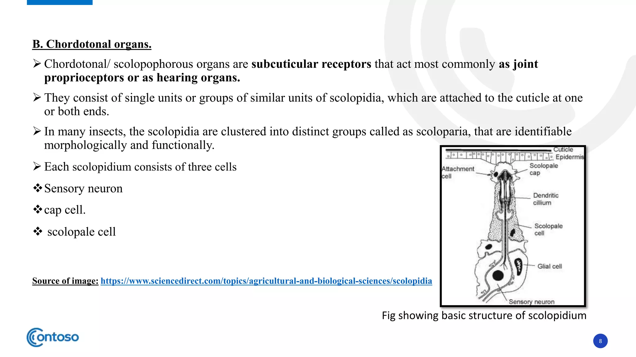 Insect sense ORGANS (MECHANO-, PHOTO- AND CHEMO- RECEPTORS): IT’S ...