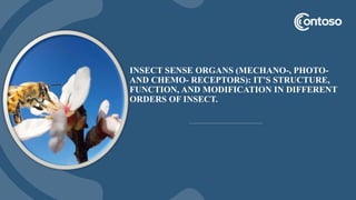 Insect sense ORGANS (MECHANO-, PHOTO- AND CHEMO- RECEPTORS): IT’S ...