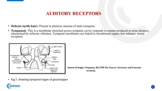 Insect sense ORGANS (MECHANO-, PHOTO- AND CHEMO- RECEPTORS): IT’S ...