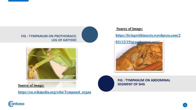 Insect sense ORGANS (MECHANO-, PHOTO- AND CHEMO- RECEPTORS): IT’S ...