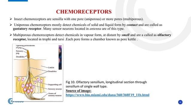 Insect sense ORGANS (MECHANO-, PHOTO- AND CHEMO- RECEPTORS): IT’S ...