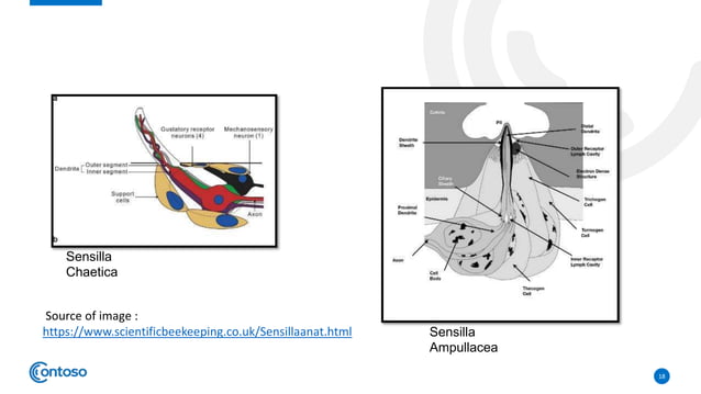 Insect sense ORGANS (MECHANO-, PHOTO- AND CHEMO- RECEPTORS): IT’S ...