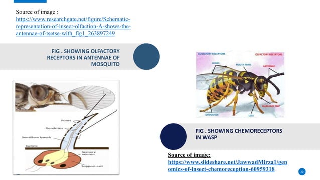 Insect sense ORGANS (MECHANO-, PHOTO- AND CHEMO- RECEPTORS): IT’S ...