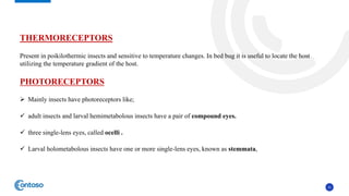 Insect sense ORGANS (MECHANO-, PHOTO- AND CHEMO- RECEPTORS): IT’S ...