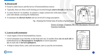 Insect sense ORGANS (MECHANO-, PHOTO- AND CHEMO- RECEPTORS): IT’S ...