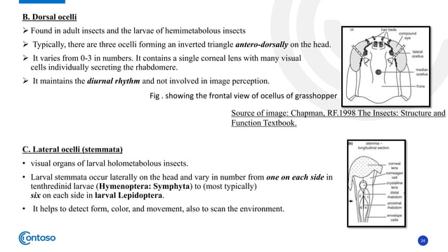 Insect sense ORGANS (MECHANO-, PHOTO- AND CHEMO- RECEPTORS): IT’S ...