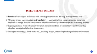 Insect sense ORGANS (MECHANO-, PHOTO- AND CHEMO- RECEPTORS): IT’S ...