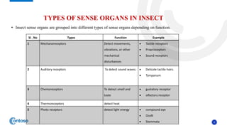 Insect sense ORGANS (MECHANO-, PHOTO- AND CHEMO- RECEPTORS): IT’S ...