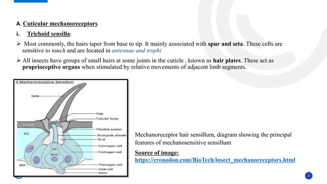 Insect sense ORGANS (MECHANO-, PHOTO- AND CHEMO- RECEPTORS): IT’S ...