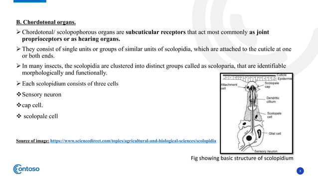Insect sense ORGANS (MECHANO-, PHOTO- AND CHEMO- RECEPTORS): IT’S ...